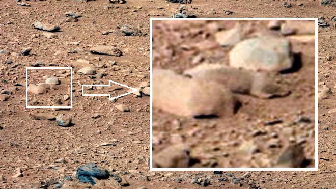 'RAT' ON MARS? Rover Spies 'Creature' Among Red Planet Rocks - Shy Magazine